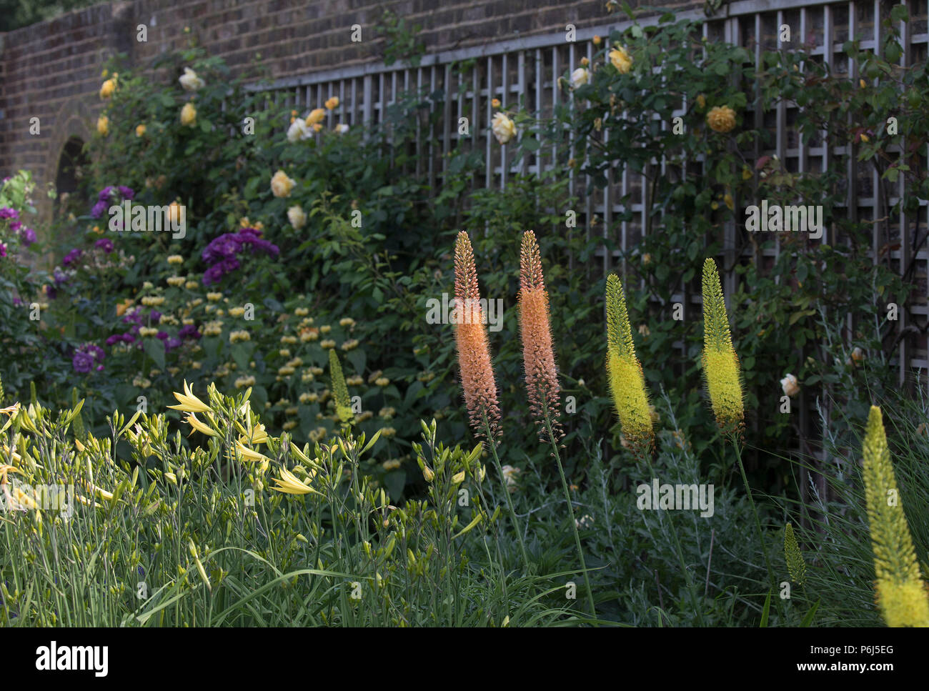 Eremurus stenophyllis, Foxtail lily Stock Photo - Alamy