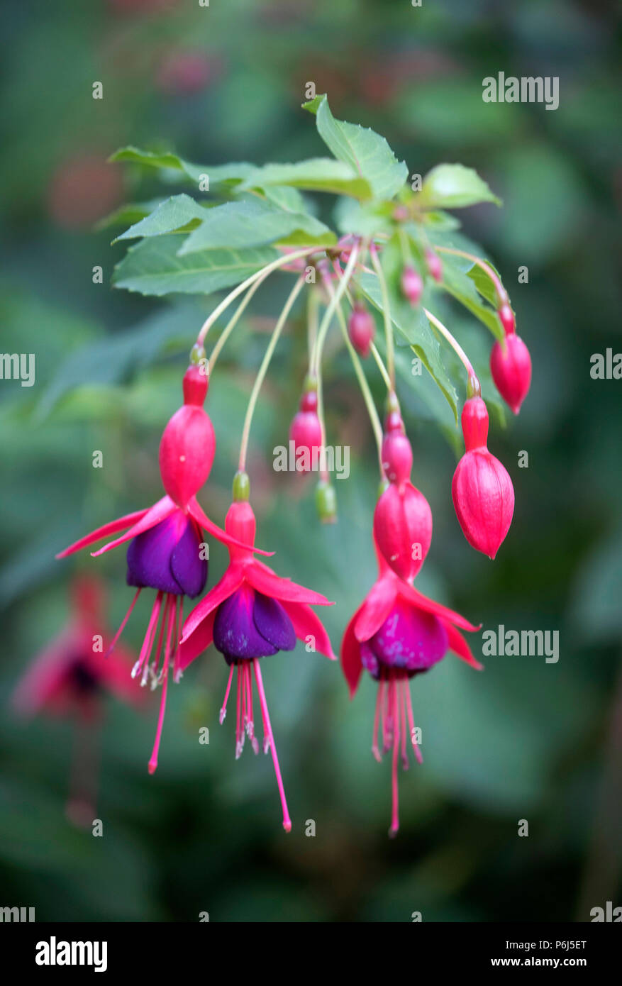 The hill garden golders hill hi-res stock photography and images - Alamy