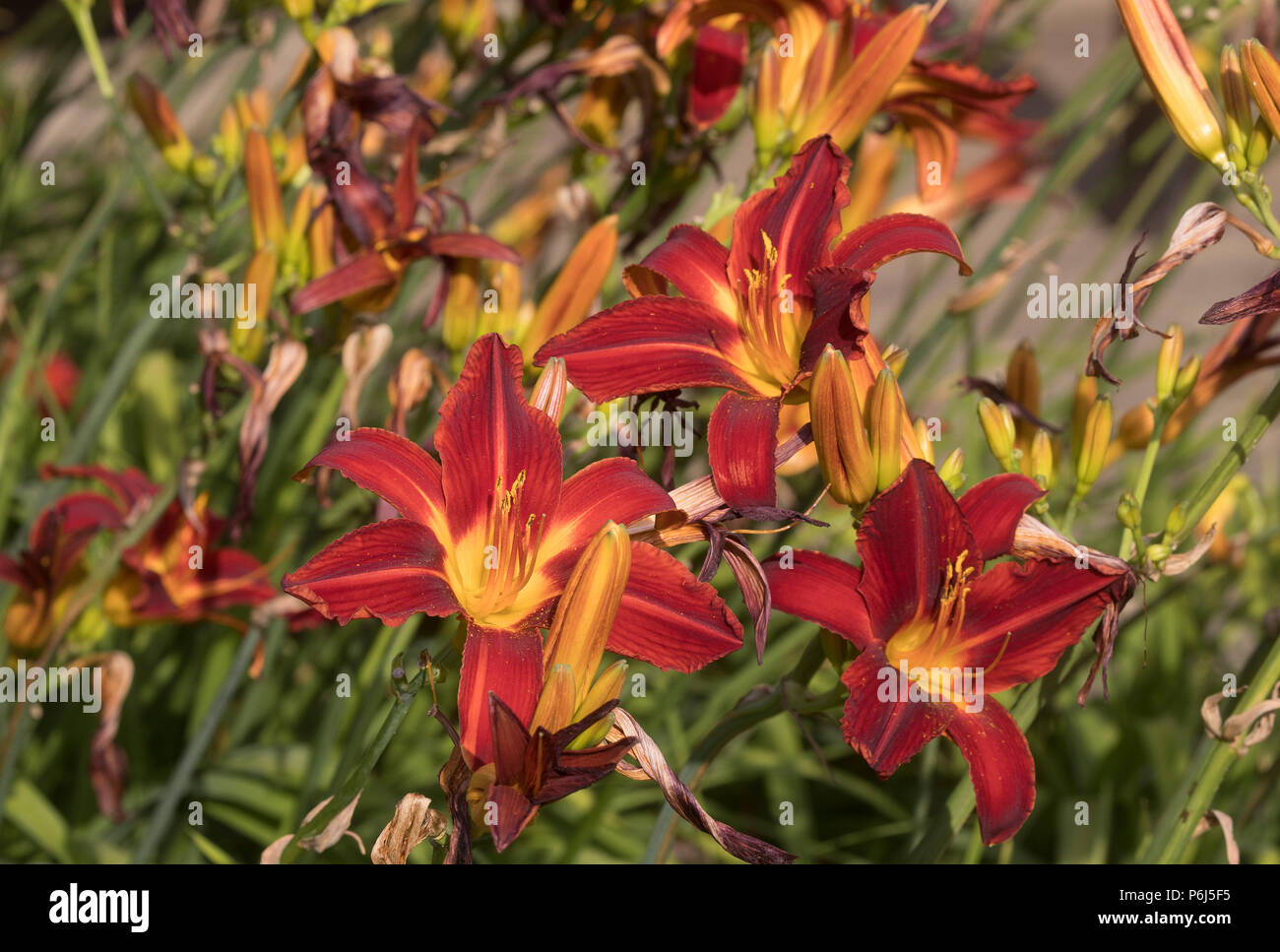 Hemerocallis Scarlet Flame Stock Photo - Alamy
