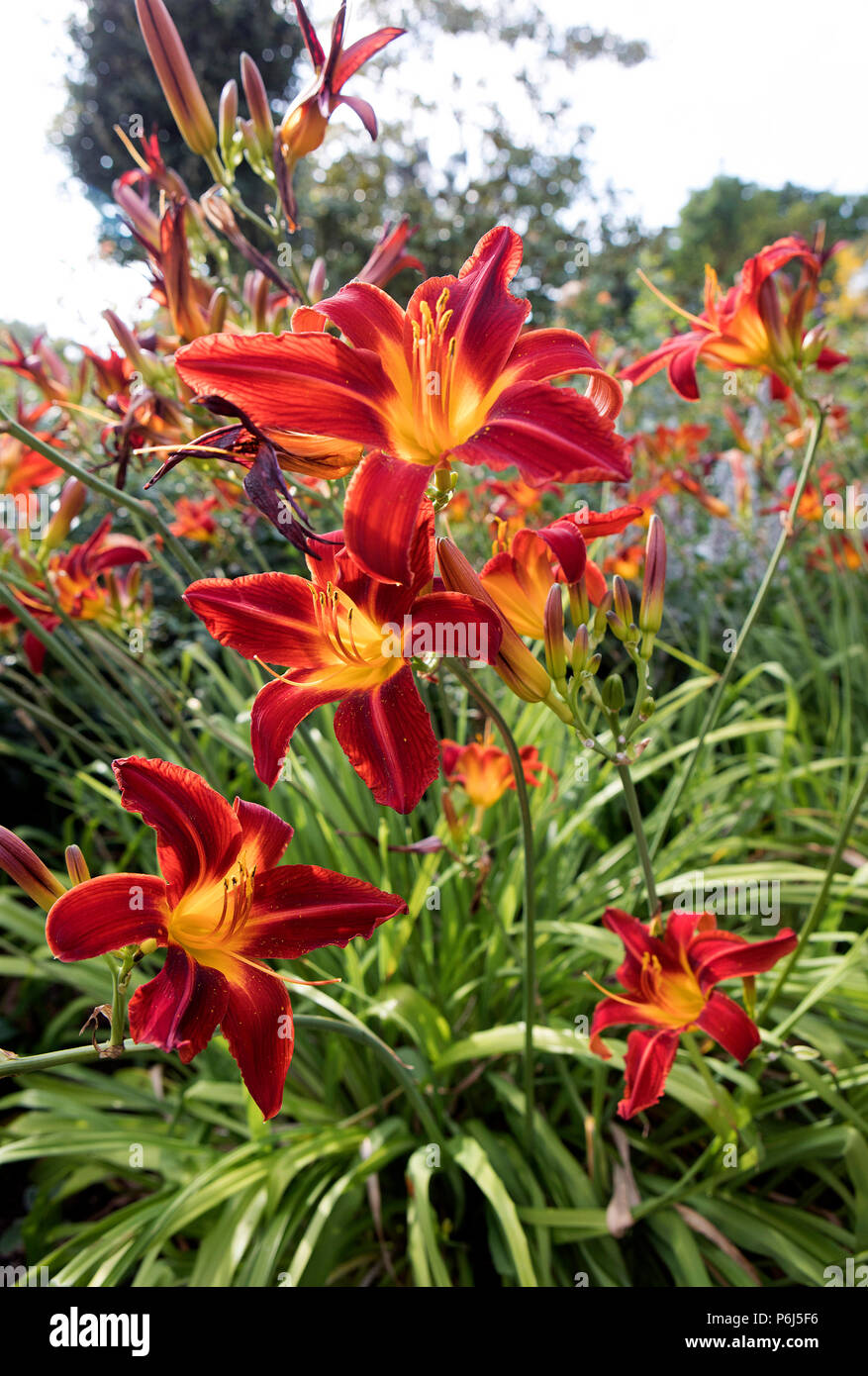 Hemerocallis Scarlet Flame Stock Photo - Alamy