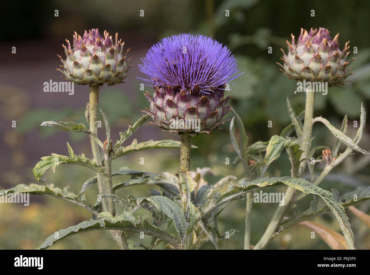 The emblem of the encyclopaedia britannica hi-res stock photography and ...
