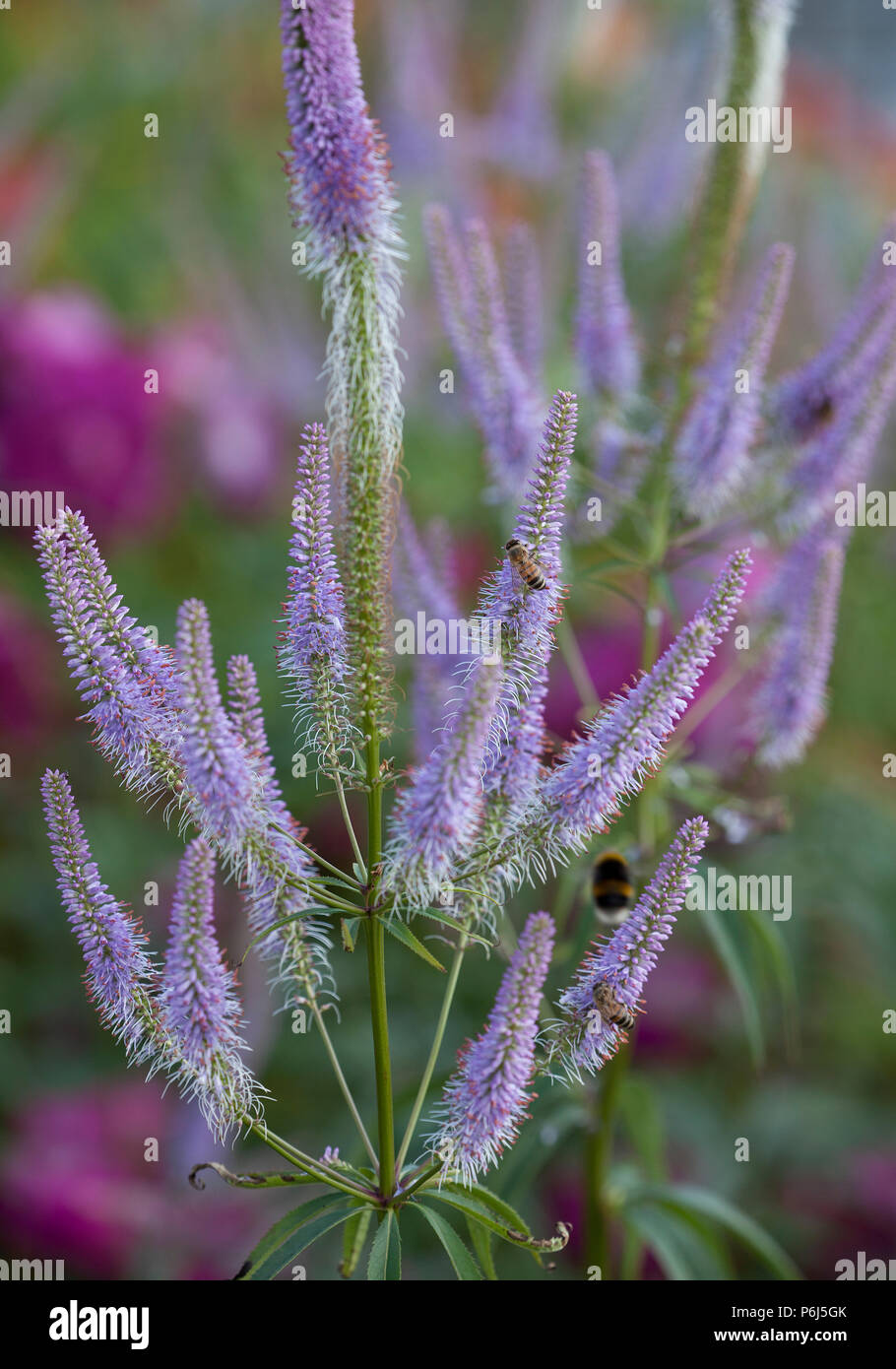 Veronicastrum Virginium Fascination Stock Photo - Alamy