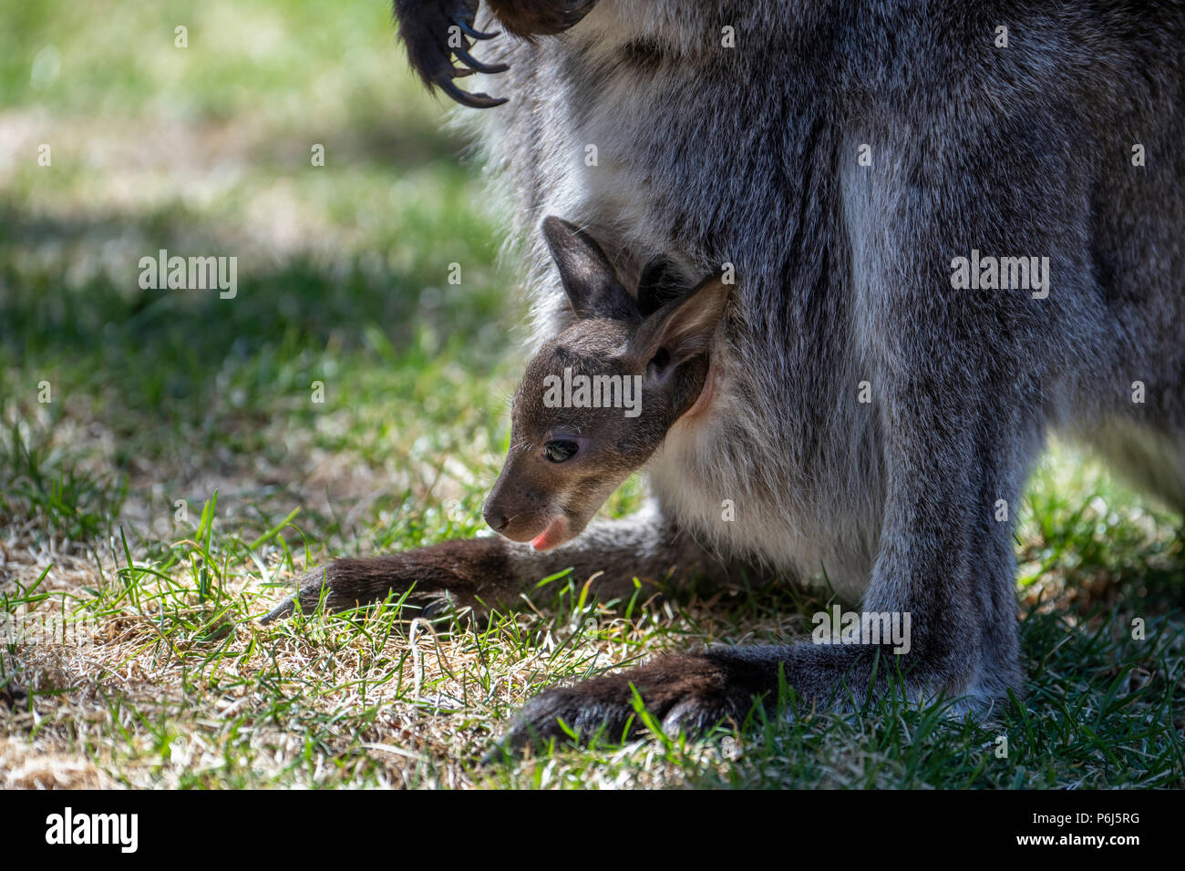 USA, Colorado, El Paso County, Colorado Springs, Cheyenne Mountain Zoo ...