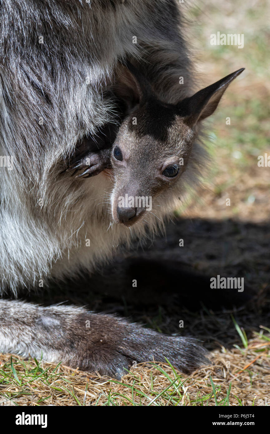 USA, Colorado, El Paso County, Colorado Springs, Cheyenne Mountain Zoo ...
