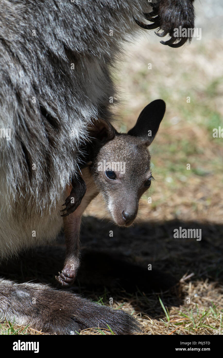 USA, Colorado, El Paso County, Colorado Springs, Cheyenne Mountain Zoo ...