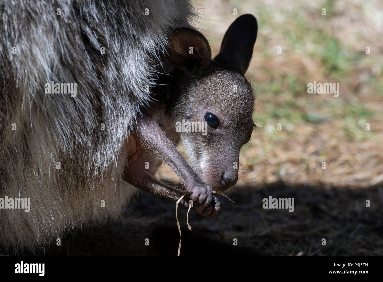 Cheyenne mountain el paso colorado hi-res stock photography and images ...