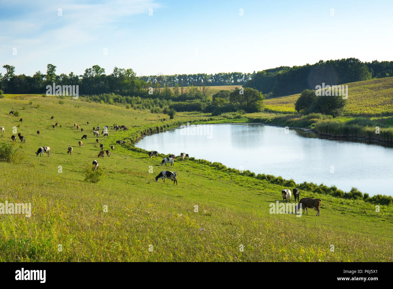 Cows on the shore of the reservoir Stock Photo - Alamy