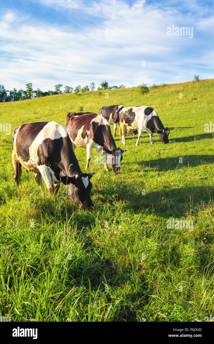 Three cows in field with calf hi-res stock photography and images - Alamy