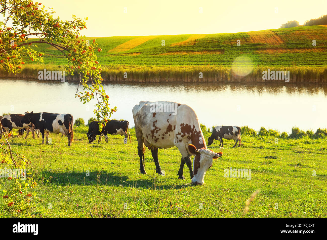 cows grazing in a meadow Stock Photo - Alamy
