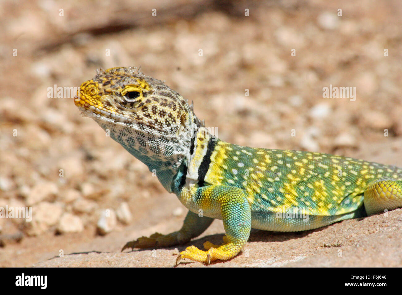 Eastern collared lizard hi-res stock photography and images - Alamy