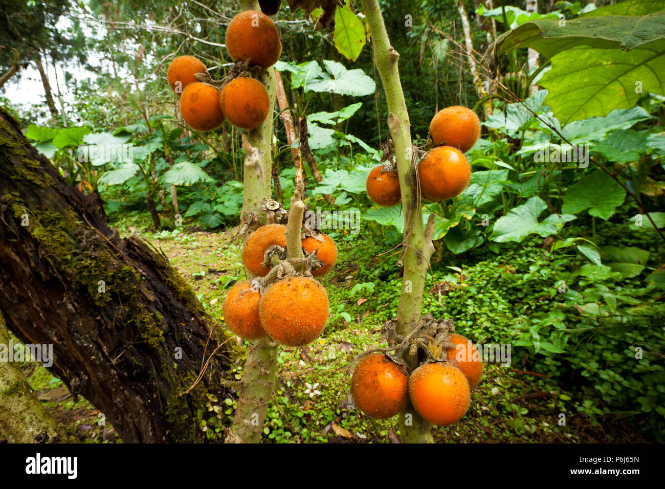 Panama Fruits Stock Photos & Panama Fruits Stock Images - Alamy