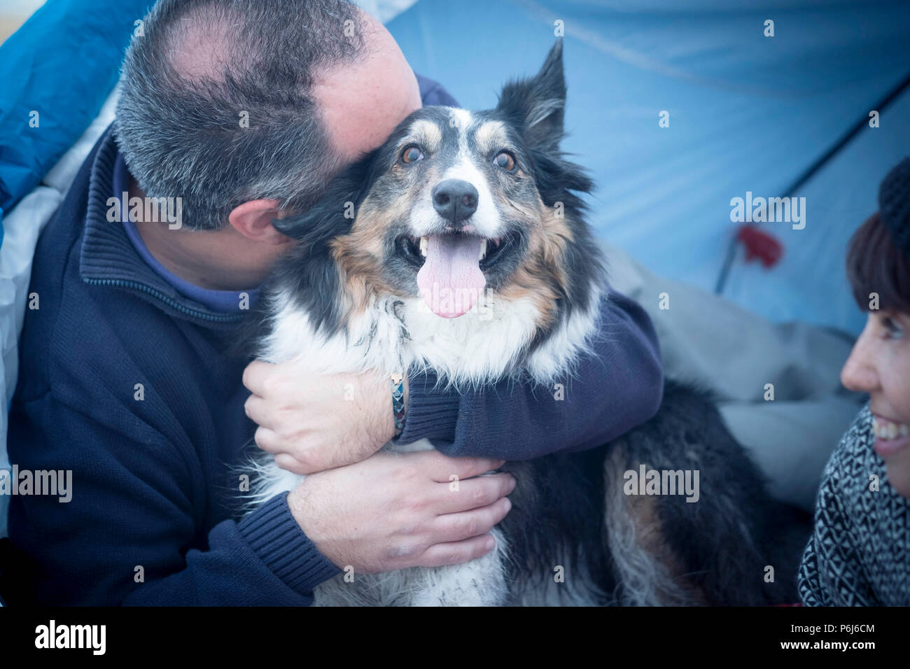 nice beautiful dog border collie really happy and joyful concept hugged ...
