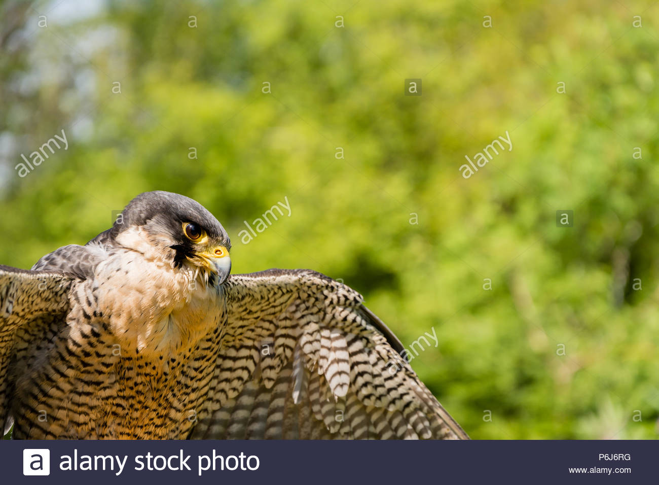 Falcon Feathers Stock Photos & Falcon Feathers Stock Images - Alamy