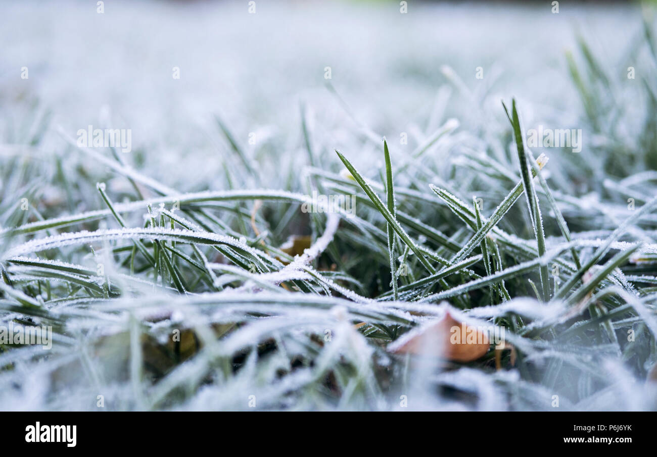 Frozen grass covered with morning frost Stock Photo - Alamy