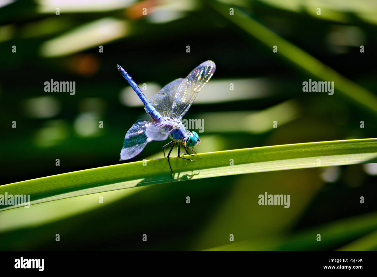 Blue dragonfly resting on a water plant Stock Photo - Alamy