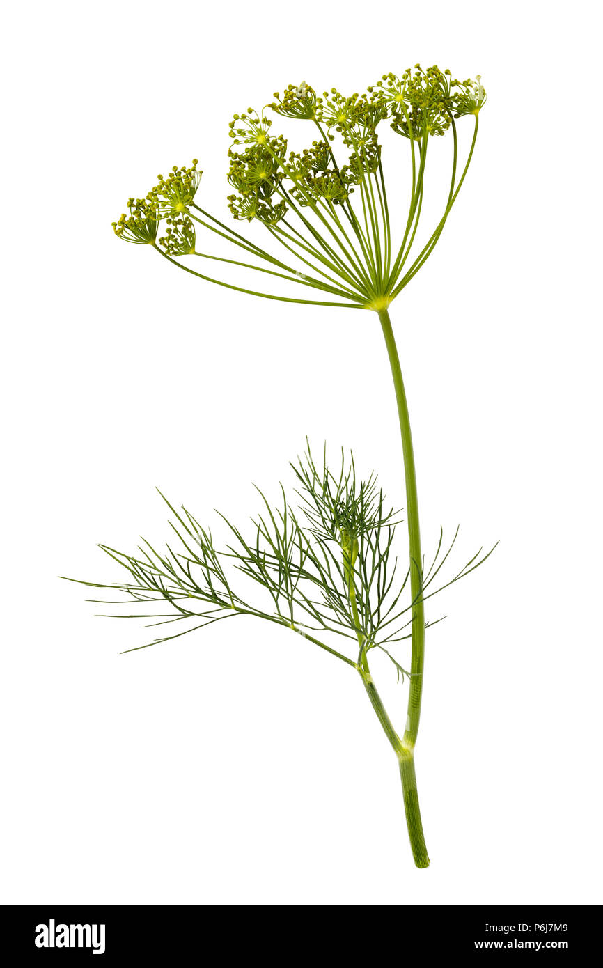 Branch of dill isolated on white background Stock Photo - Alamy