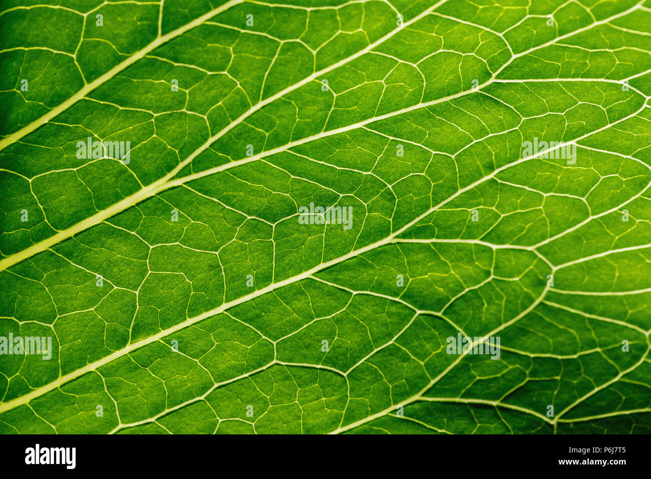 Texture from horseradish leaf close-up Stock Photo - Alamy