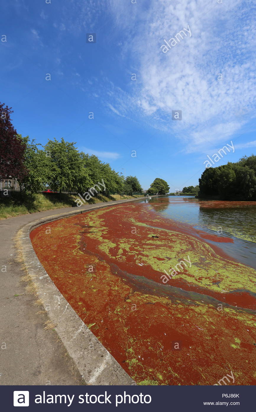 Red Algae Bloom Stock Photos & Red Algae Bloom Stock Images - Alamy