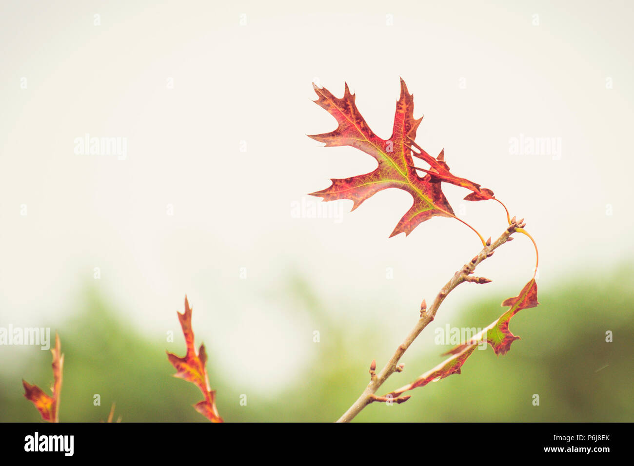 Multiple color leaf hi-res stock photography and images - Alamy