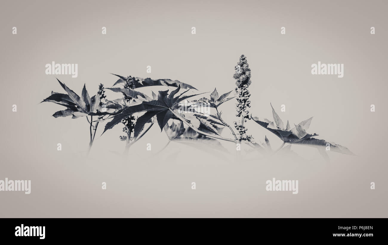 Simple botanical art hi-res stock photography and images - Alamy