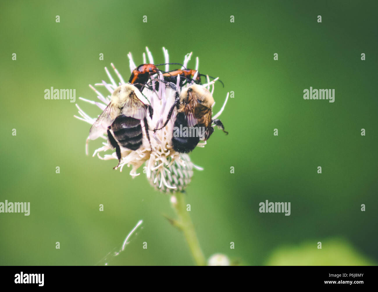 Insects on the flower hi-res stock photography and images - Alamy