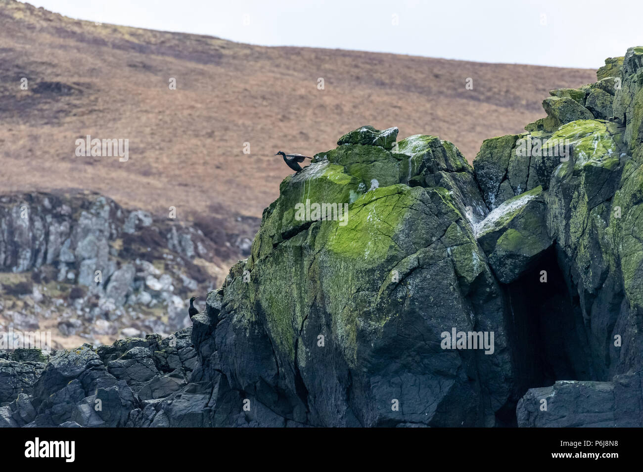 European Shag (Phalacrocorax aristotelis) on a rock, Isle of Skye ...
