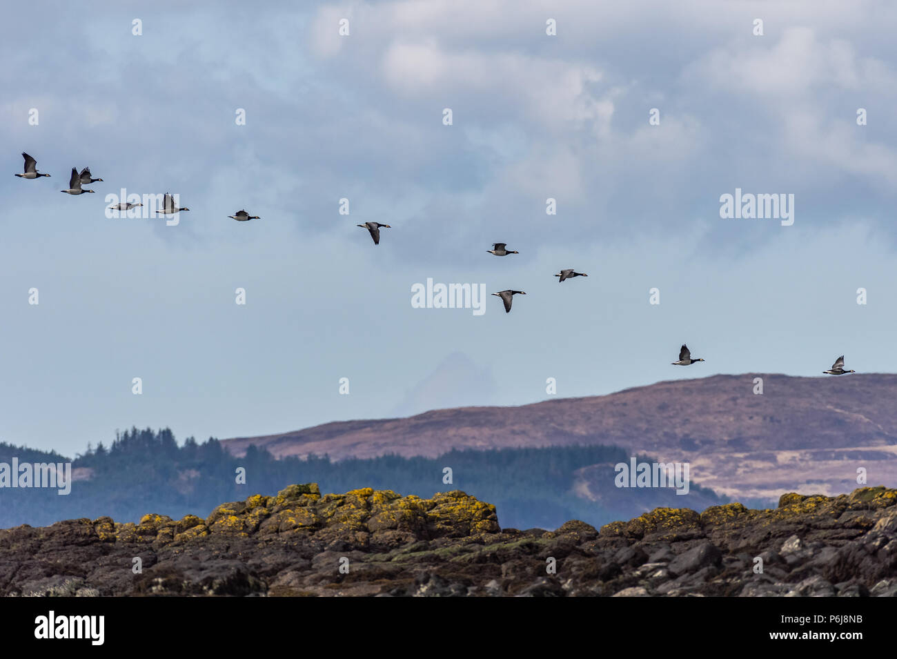 Barnacle goose (Branta leucopsis), Isle of Skye Scotland, United ...