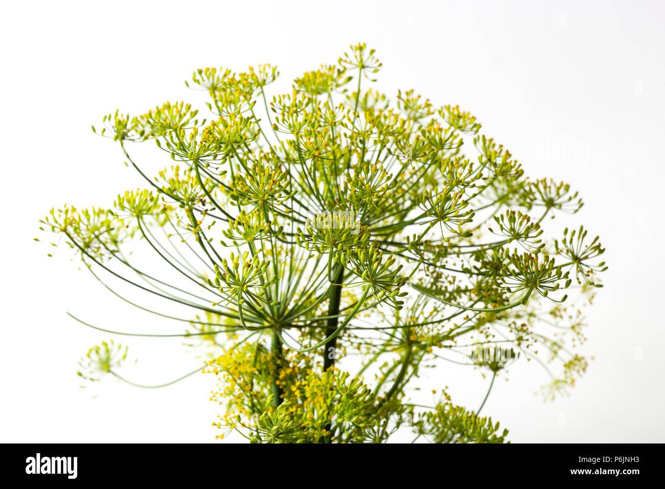 Dill, Anethum graveolens, yellow flowers against a white background ...