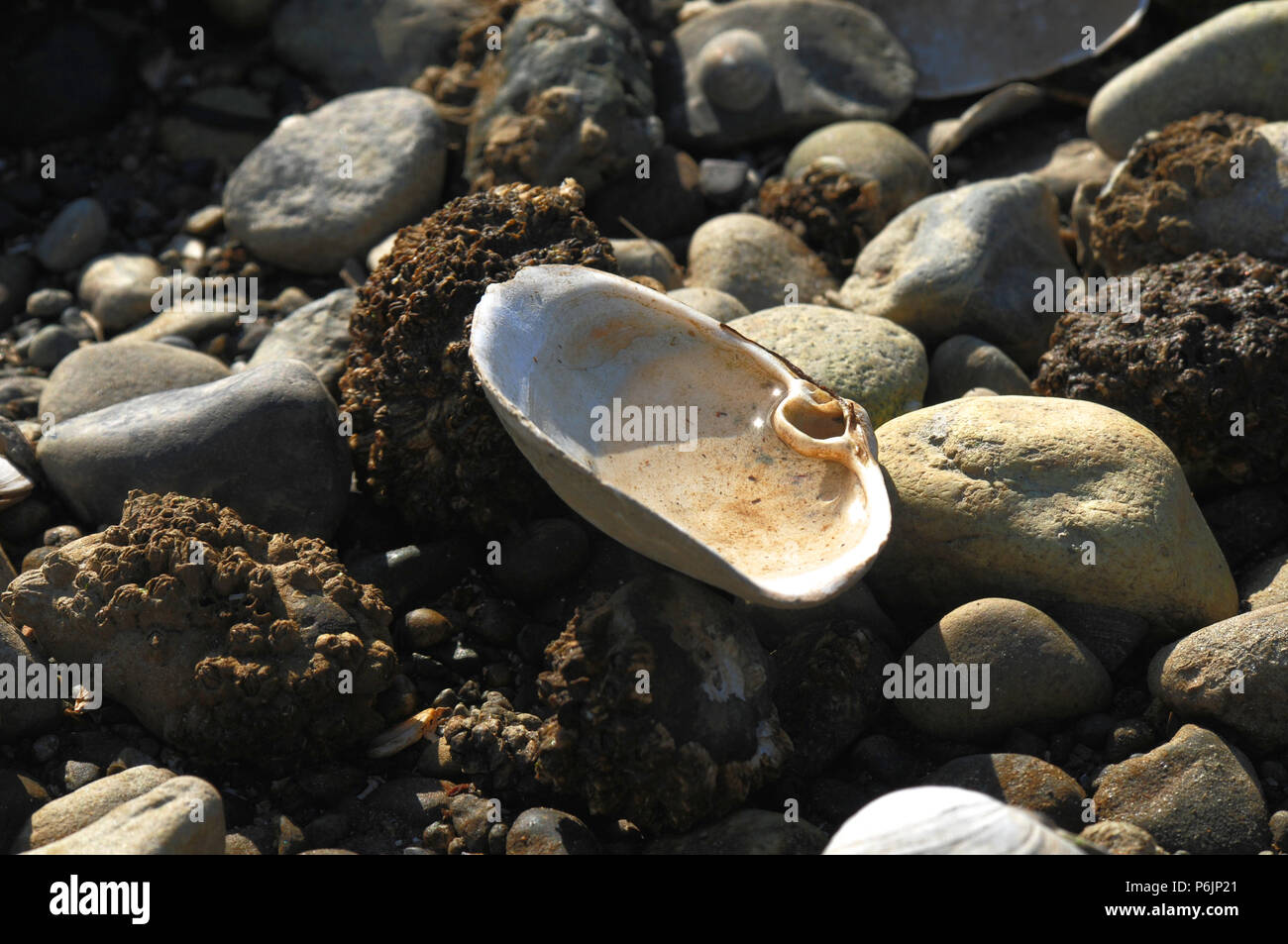 Open empty sea shell with standing water in it, resting on rocks Stock ...