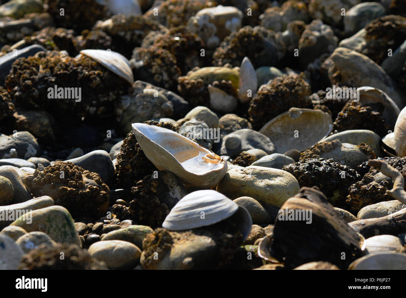 Shell in water rocks hi-res stock photography and images - Alamy