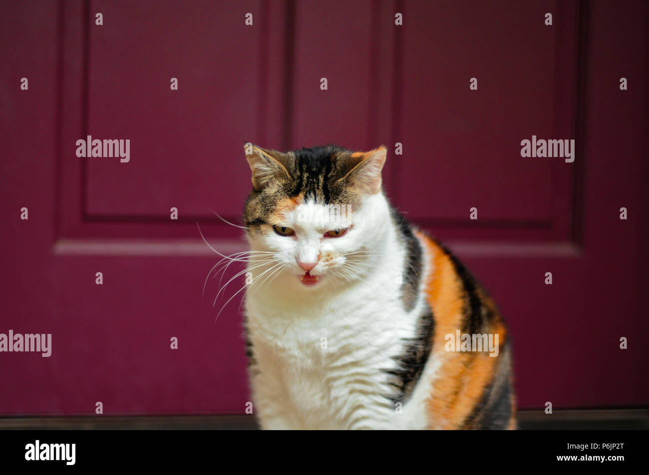 Angry cat showing teeth hi-res stock photography and images - Alamy