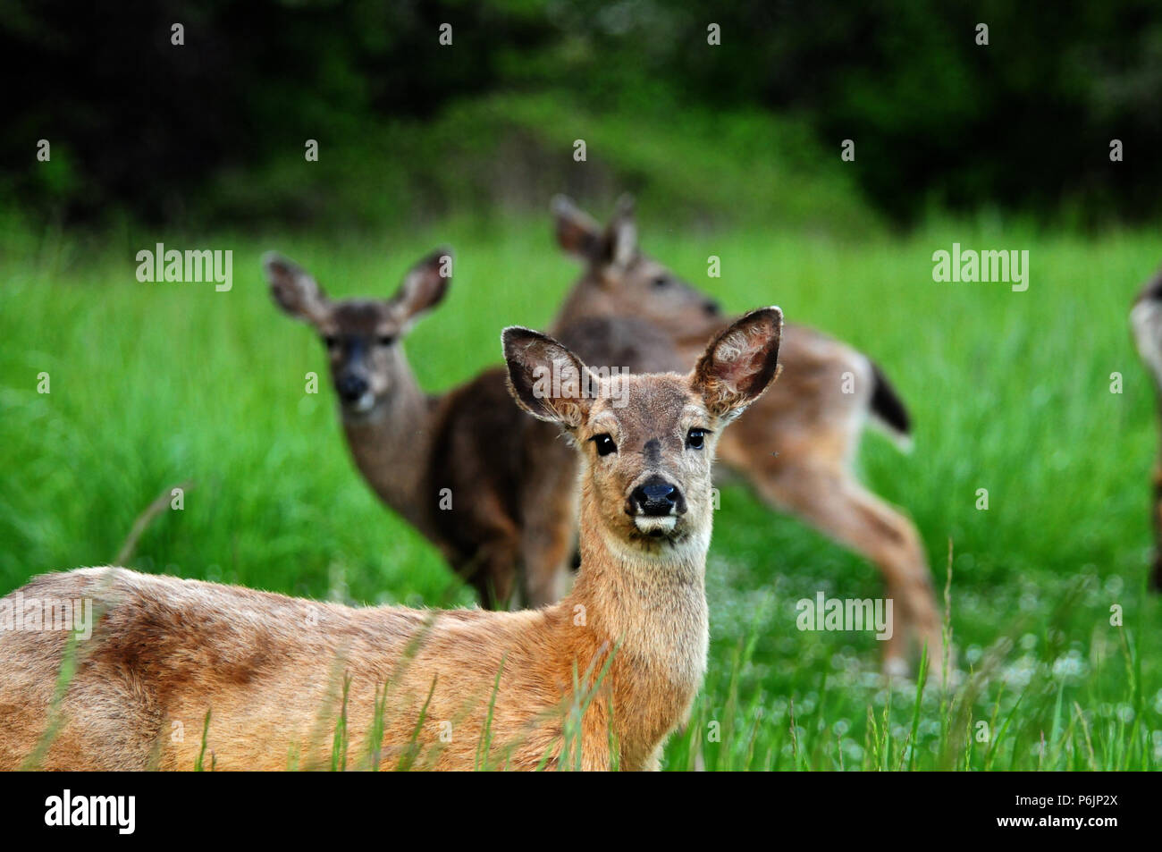 Deer laying down in a field, looking at camera. More deer visible in ...