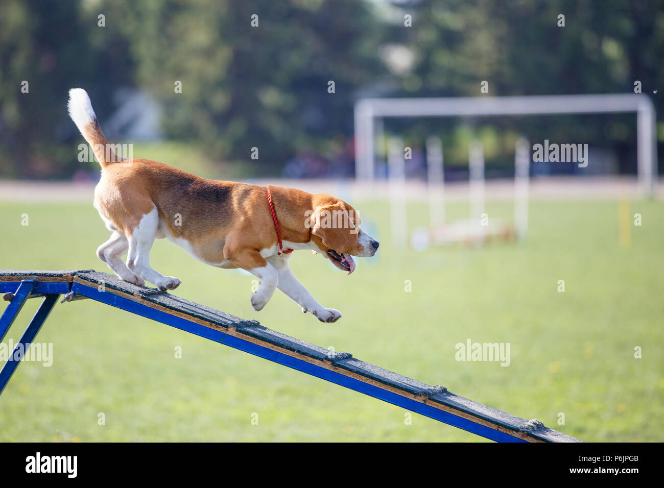 Dog obstacle on walk hi-res stock photography and images - Alamy