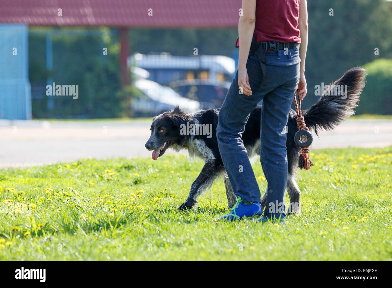 Big mixed breed dog walking with its owner in park. Image with copy ...