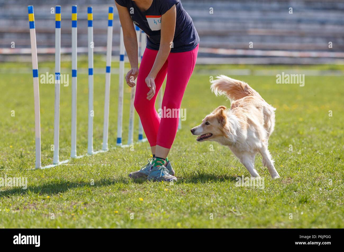 Border collie with handler girl at the slalom in agility competition ...