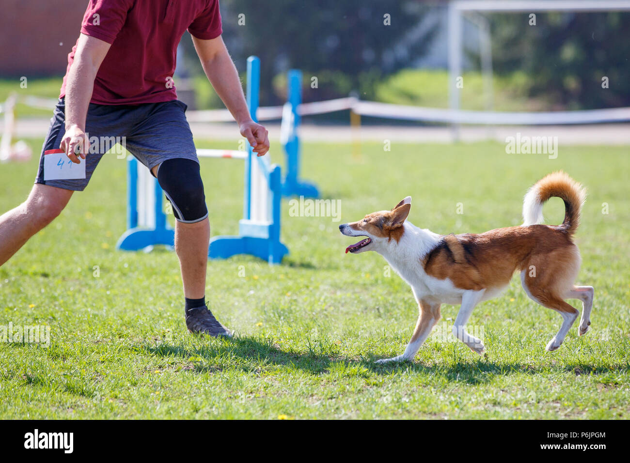 Funny dog with handler running in agility competition Stock Photo - Alamy
