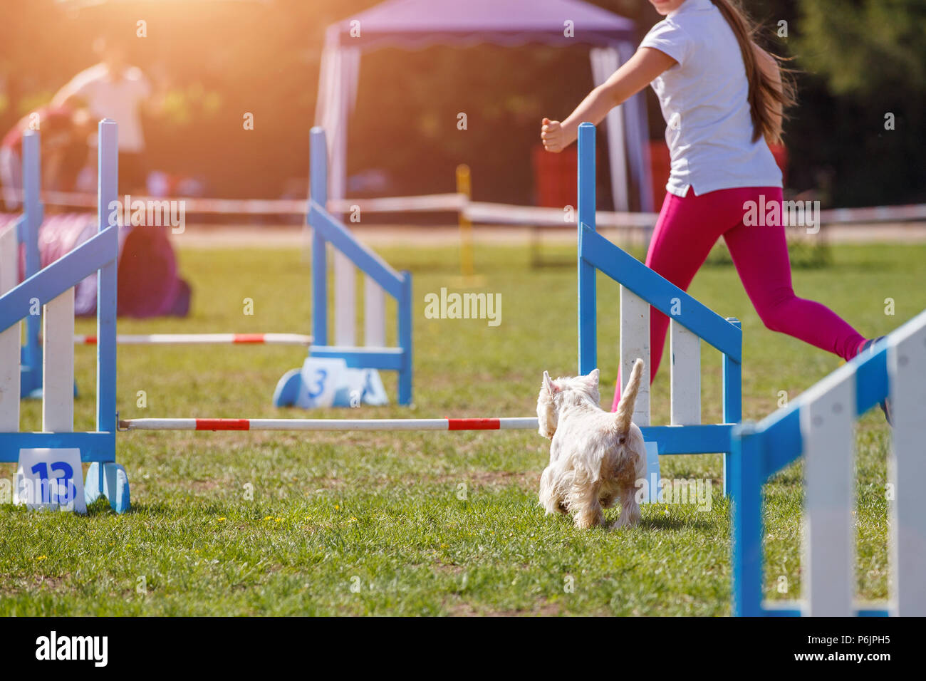 Westie with handler girl running in agility competition Stock Photo - Alamy