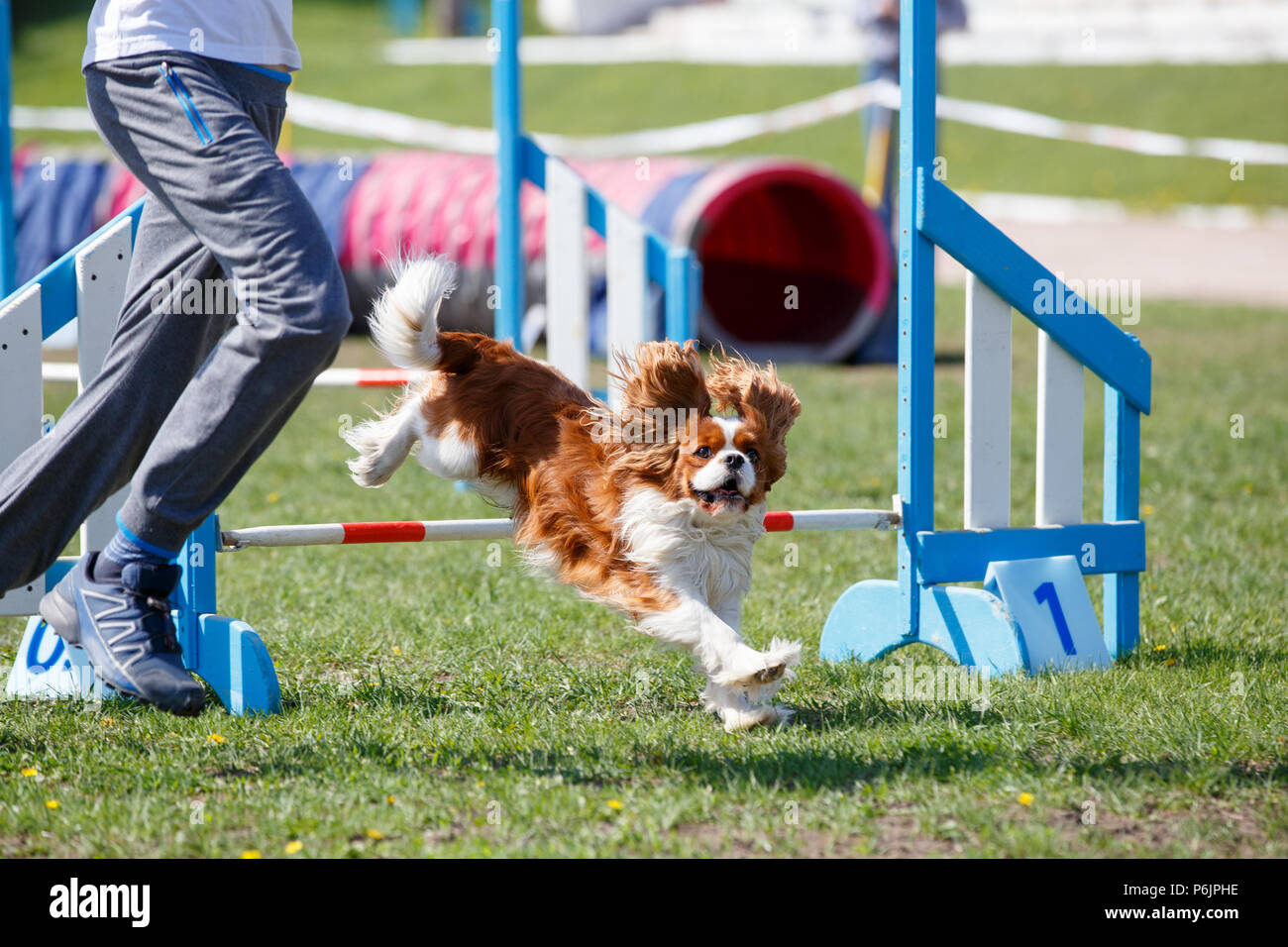 Small spaniel with handler jumping over hurdle in agility competition ...