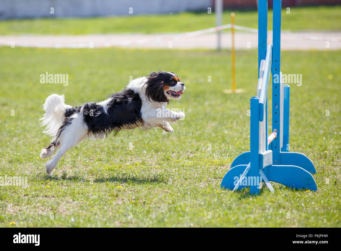 Cavalier king charles spaniel jumping over hurdle in agility ...