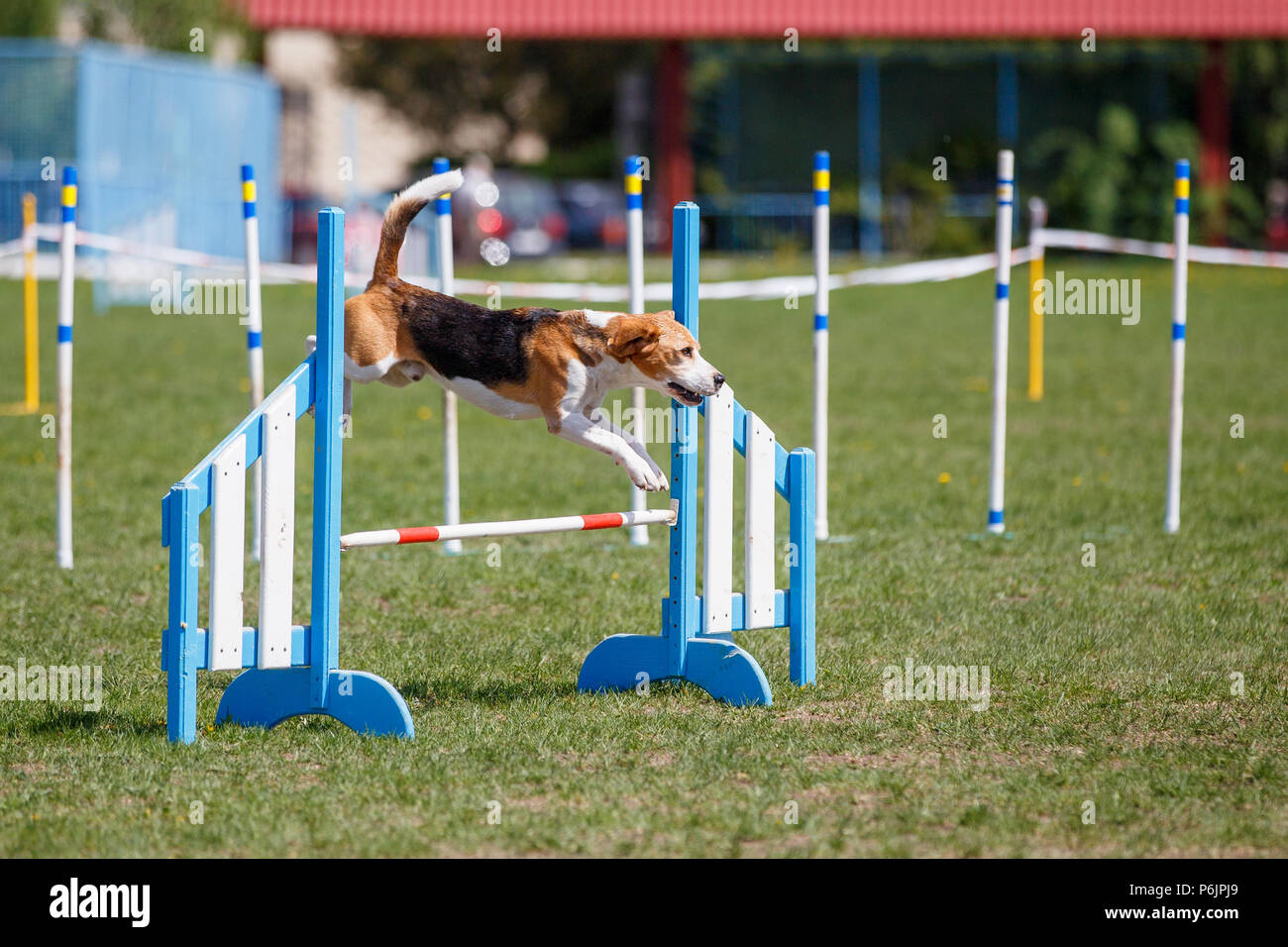 Jumping beagle hi-res stock photography and images - Alamy