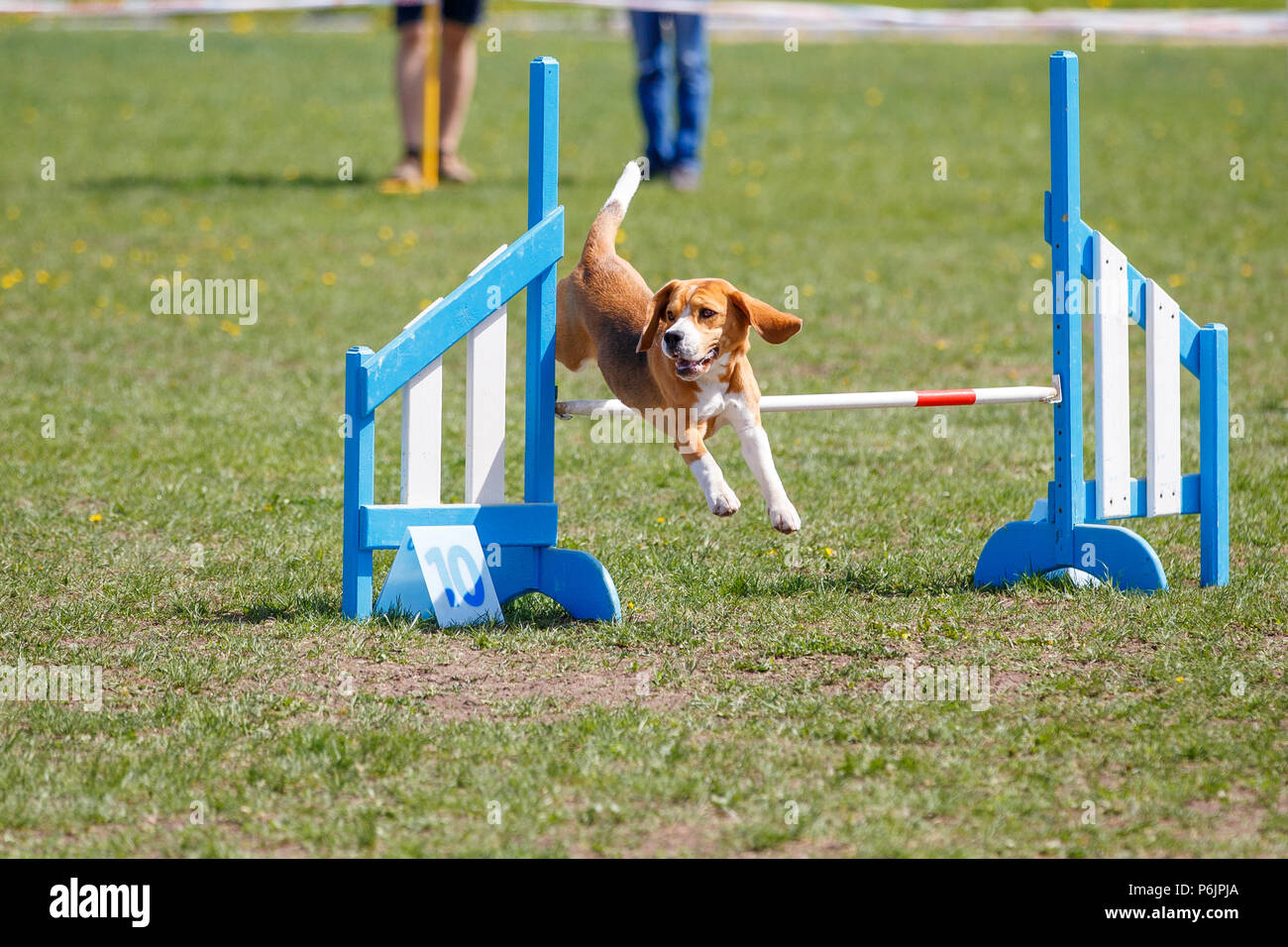 Beagle jumping over hurdle in agility competition Stock Photo - Alamy