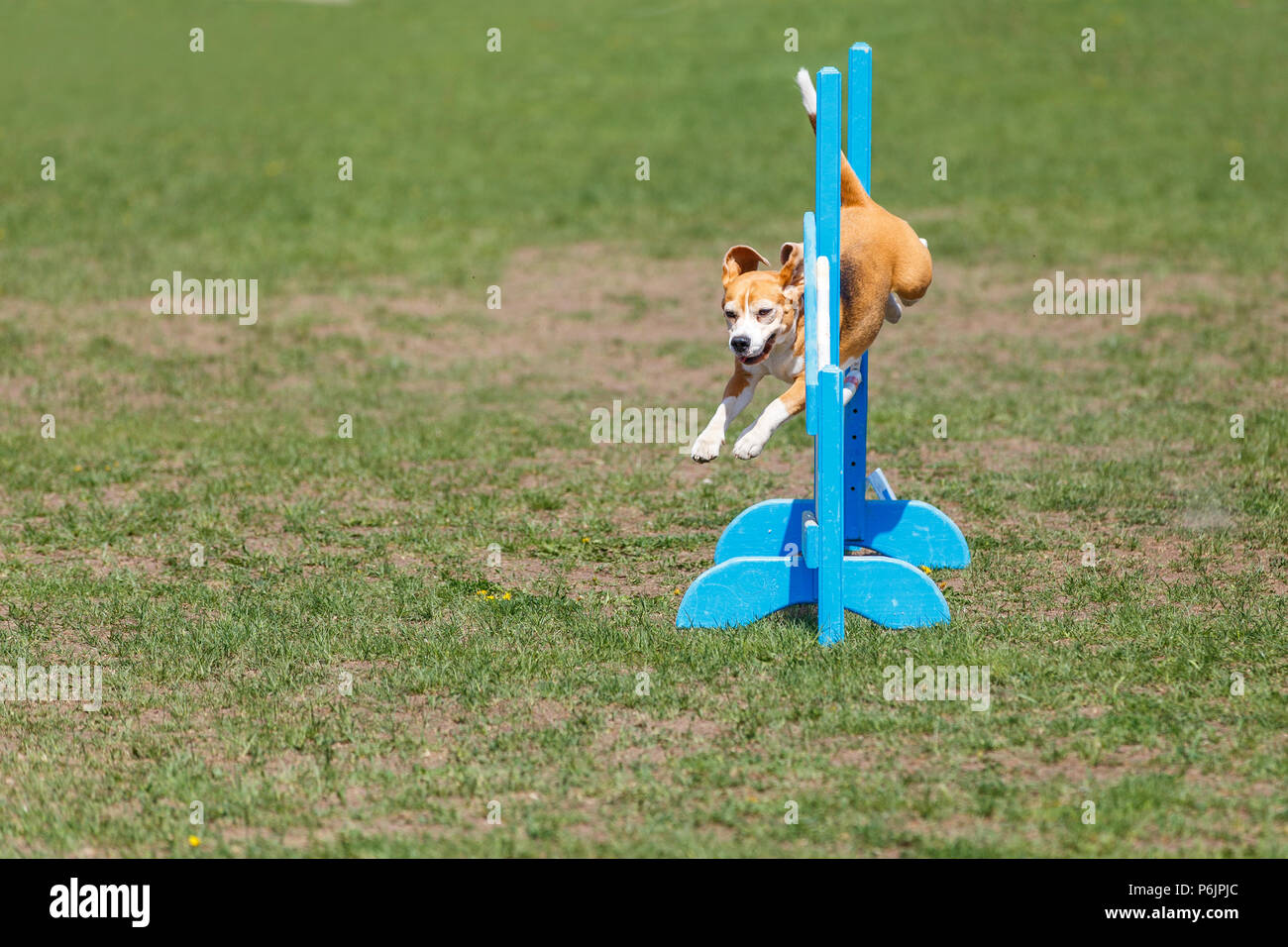 Beagle jumping over hurdle in agility competition Stock Photo - Alamy