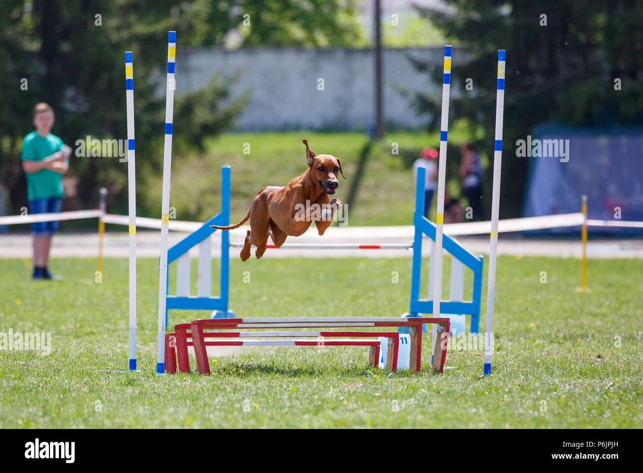 Ridgeback jumping over hurdle in agility competition Stock Photo - Alamy