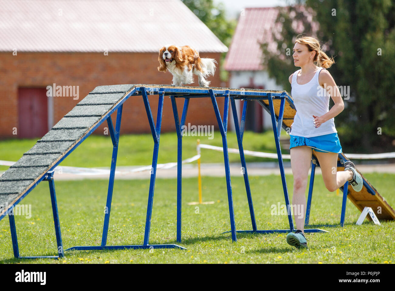 Funny dog descending on dog walk obstacle in agility trial Stock Photo ...