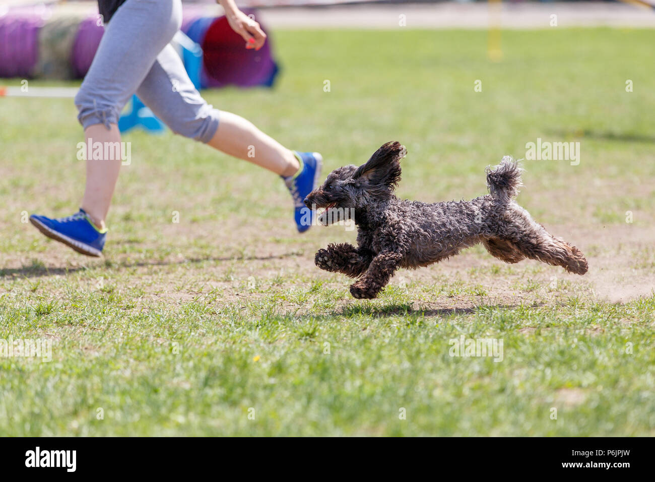 Running dog on its course in agility competition. Abstract dog sport ...