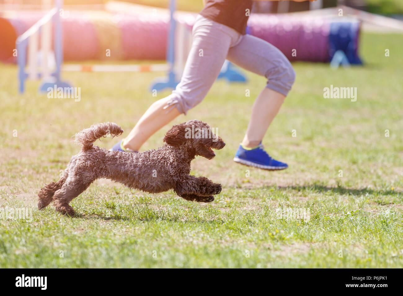 Small dog with handler running in agility competition Stock Photo - Alamy