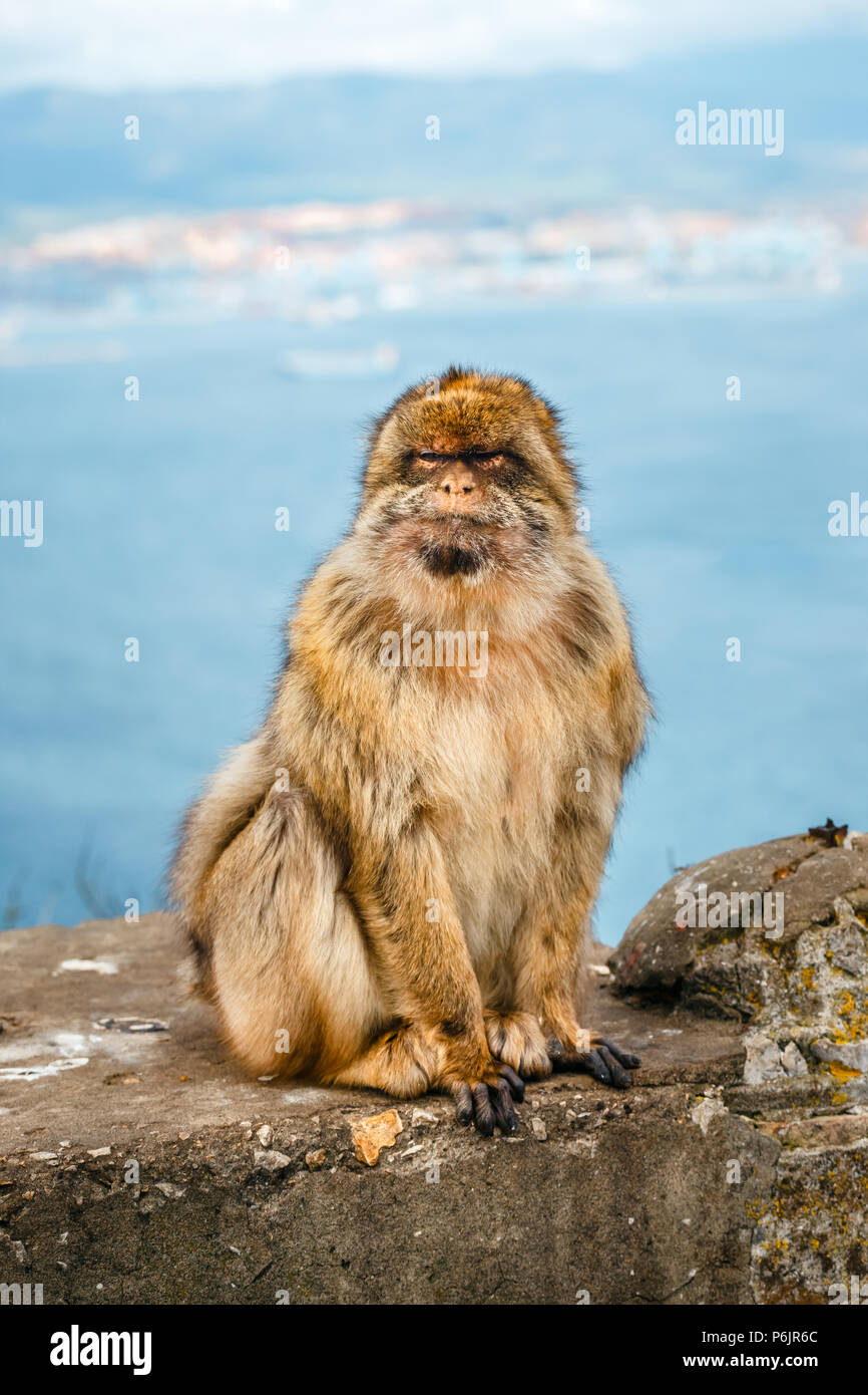 portrait of a wild male macaque. Macaques are one of the most famous ...