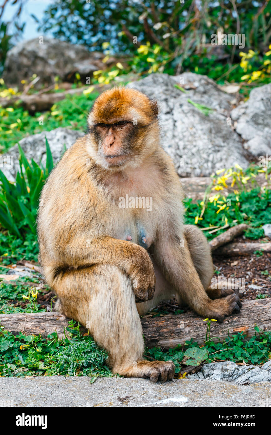 Portrait of a wild female macaque. Macaques are one of the most famous ...