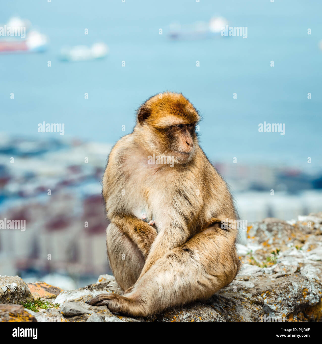 Portrait of a wild female macaque. Macaques are one of the most famous ...
