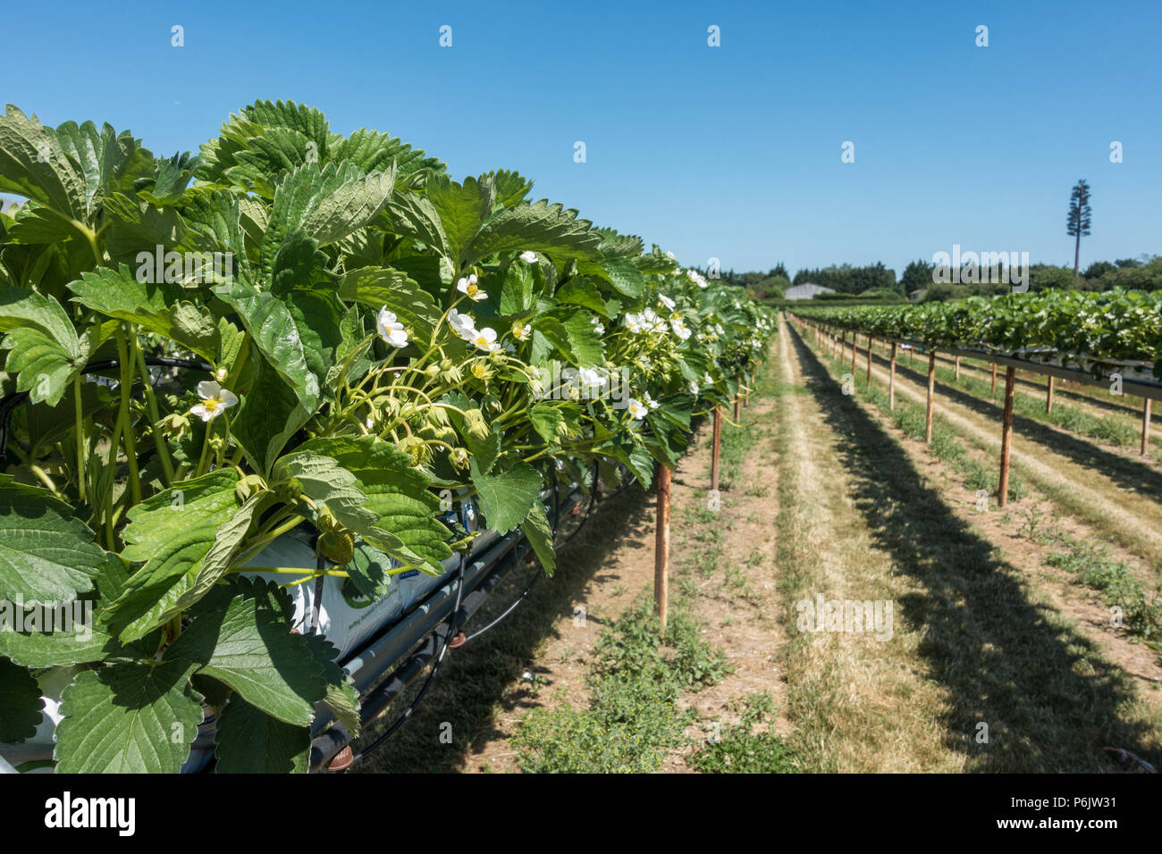 Flowering farming hi-res stock photography and images - Alamy